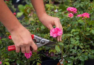 7 Best Rose Pruning Shears in 2022: Our Top Picks