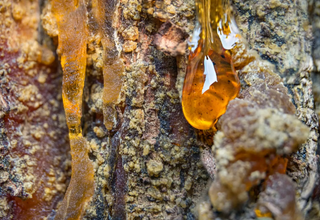 How to Stop Tree Sap after Pruning: What do you do?